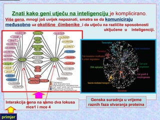 Kognitivnost i geni | PPT