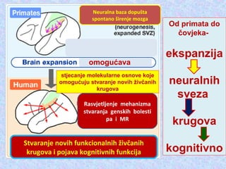 Kognitivnost i geni | PPT