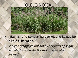 Kohala | PPT