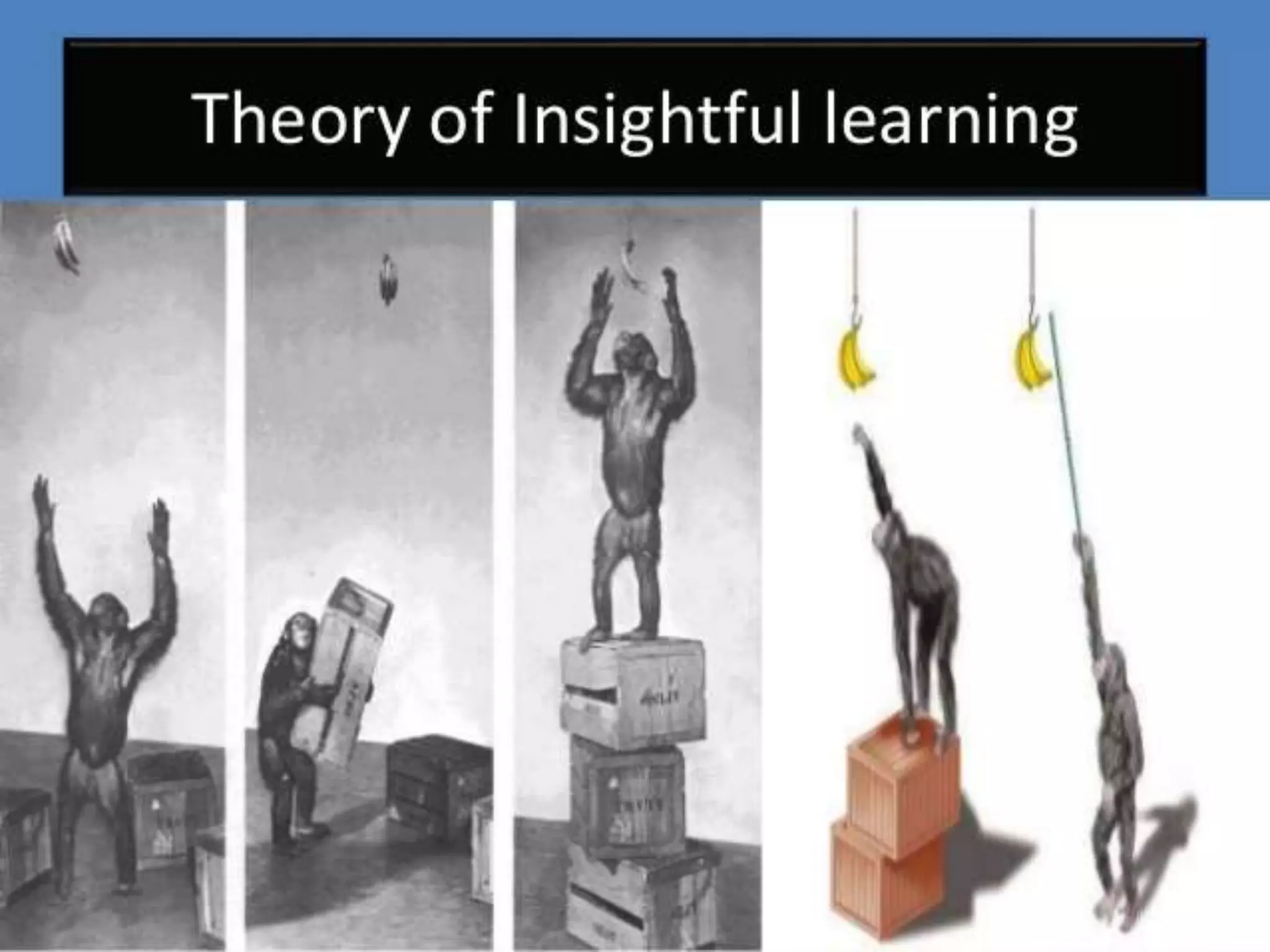 Kohler Insightful learning theory | PPTX