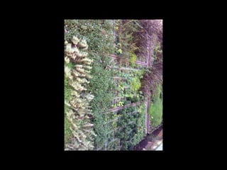 Kohlhauer Planta Classic Rockwool filled selfsupporting bi-facial GreenWall system | PPSX