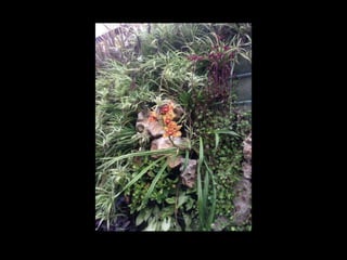 Kohlhauer Planta Classic Rockwool filled selfsupporting bi-facial GreenWall system | PPSX