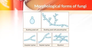 KoH Prepration, CLASSIFICATION OF FUNGAL DISEASES | PPTX