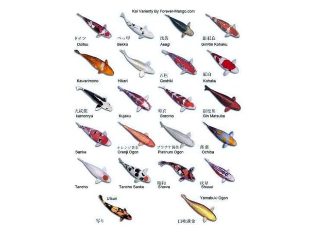 Koi Fish in Asian Art | PPTX
