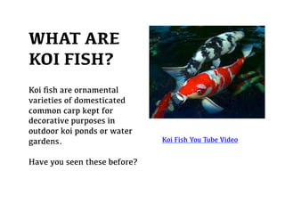 Koi Fish Project | PDF