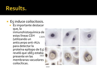 Koilocytosis. a cooperative interaction between the human ...