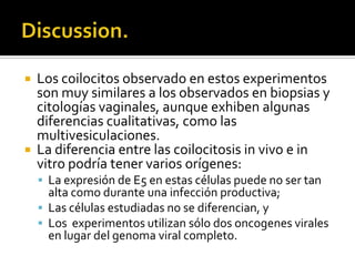 Koilocytosis. a cooperative interaction between the human ...