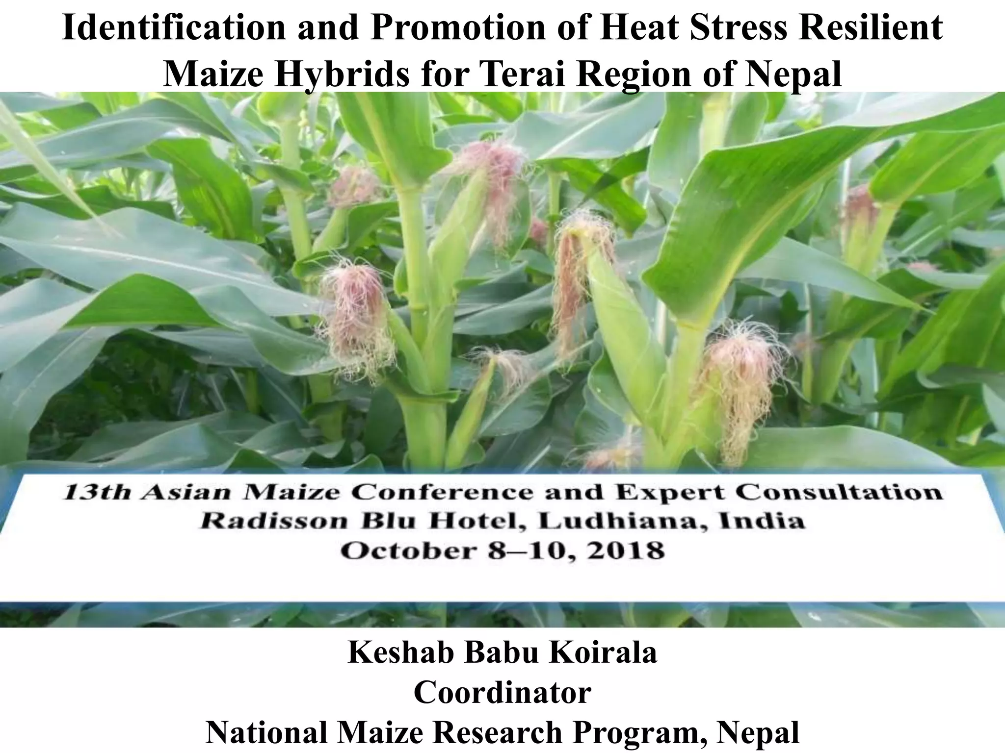 Heat Stress Resilient Maize Hybrids for Terai Region of Nepal | PPT