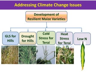 Heat Stress Resilient Maize Hybrids for Terai Region of Nepal | PPT