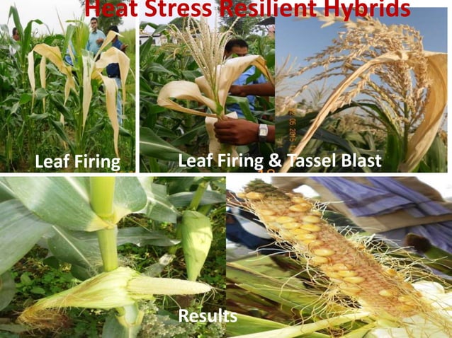 Heat Stress Resilient Maize Hybrids for Terai Region of Nepal | PPT