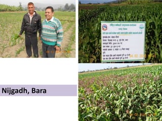 Heat Stress Resilient Maize Hybrids for Terai Region of Nepal | PPT