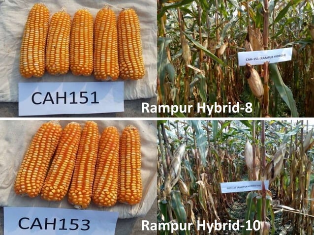 Heat Stress Resilient Maize Hybrids for Terai Region of Nepal | PPT