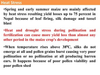 Heat Stress Resilient Maize Hybrids for Terai Region of Nepal | PPTX