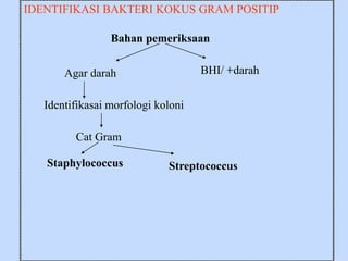 Kokus_gram_positif.ppt
