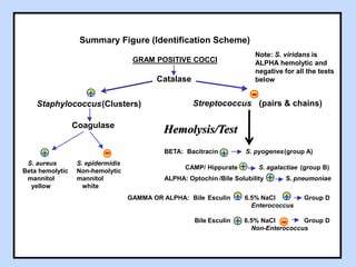 Kokus_gram_positif.ppt