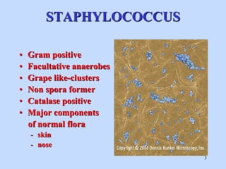 Kokus_gram_positif.ppt