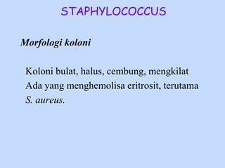 Kokus_gram_positif.ppt
