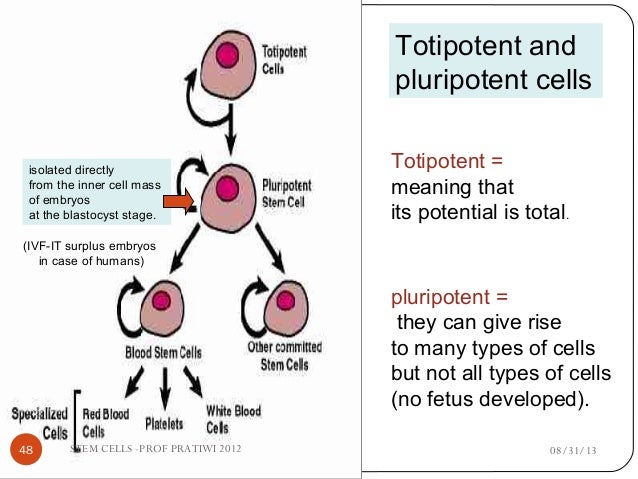 Koleksi stem-cells-1