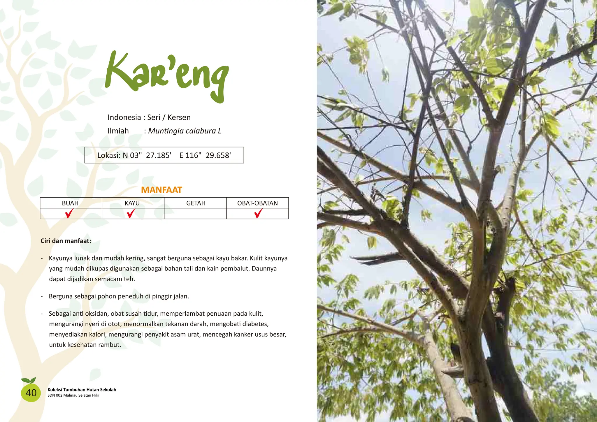 KOLEKSI TUMBUHAN (IDENTIFIKASI VEGETASI) PDF | PDF