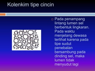 Kolenkim | PPT