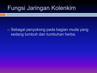 Kolenkim | PPT