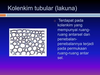 Kolenkim | PPT