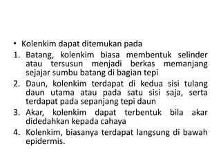 MATERI TENTANG BAGIAN KOLENKIM TUMBUHAN.pptx