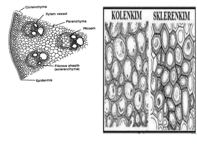 MATERI TENTANG BAGIAN KOLENKIM TUMBUHAN.pptx