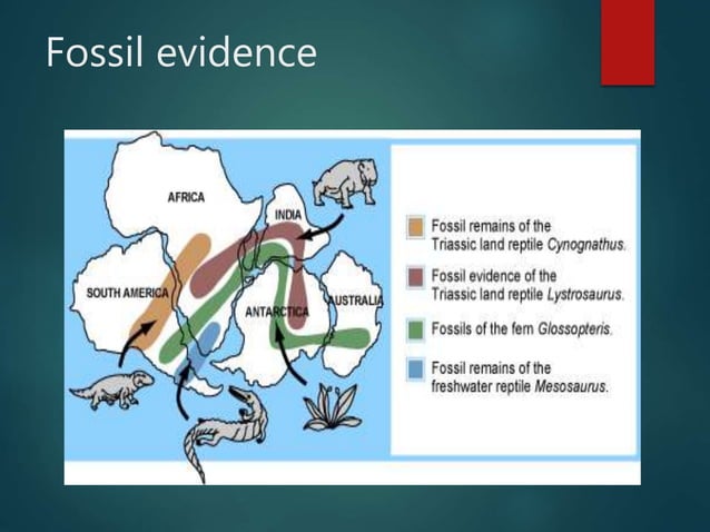 Continental Drift Theory and Plate Tectonic | PPTX | Geography | Science