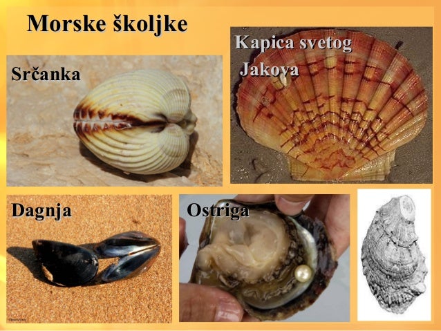 Školjke