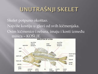 Košljoribe - VI razred | PPT