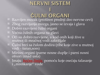 Košljoribe - VI razred | PPT