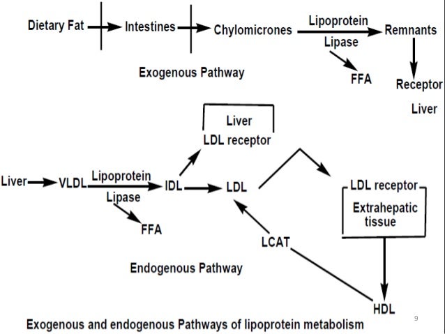 Hyperlipidemia and its treatment