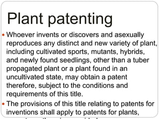 Plant Patent Example