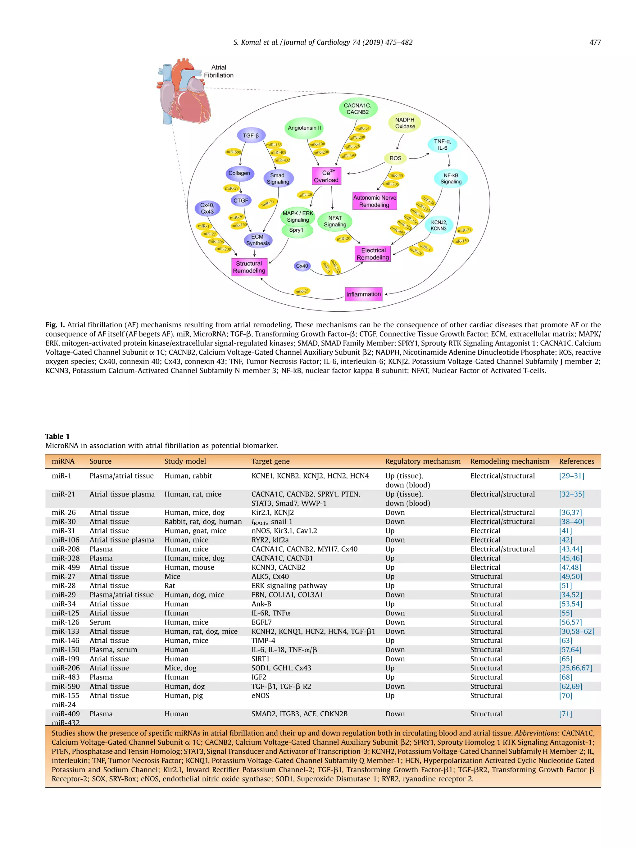 MicroRNAs: Emerging biomarkers for atrial fibrillation | PDF