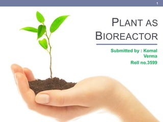 PLANTS AS BIOREACTOR | PPTX