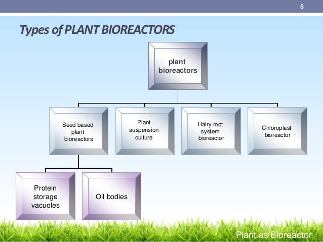 PLANTS AS BIOREACTOR