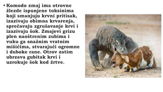 Komodo zmaj | PPTX