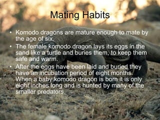 Cody Lynch Komodo dragon | PPT