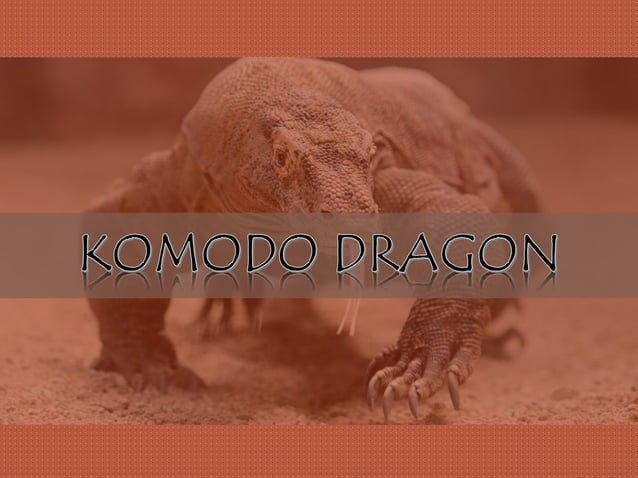 Komodo dragon | PPTX