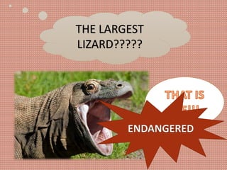 Komodo dragon | PPTX