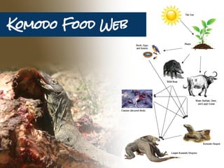 Komodo Dragon Food Chain