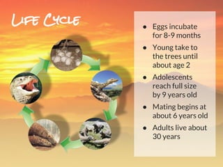 Komodo Dragon Life Cycle