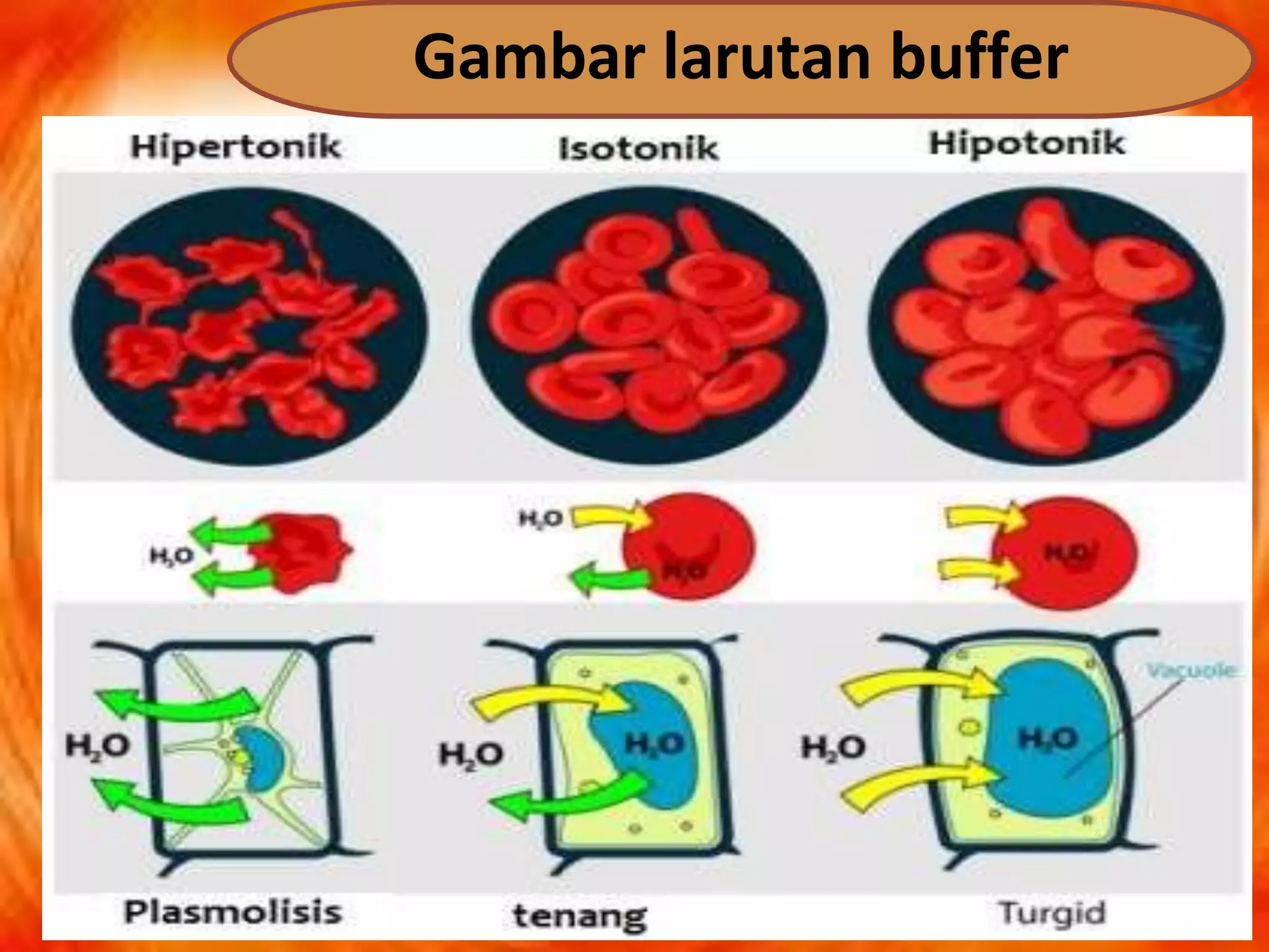 Kompartemen-Dan-Komposisi-Cairan-Tubuh (kelompok1).pptx