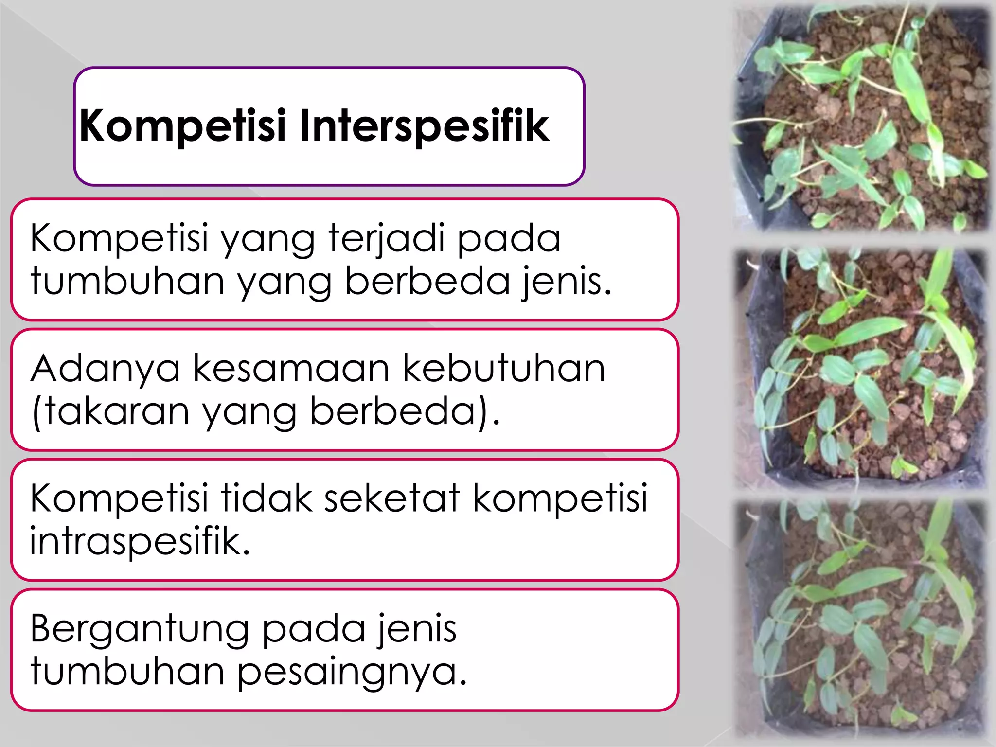 Kompetisi intraspesifik & interspesifik iii.ppt
