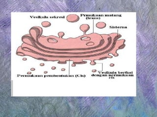 Kompleks golgi | PPTX