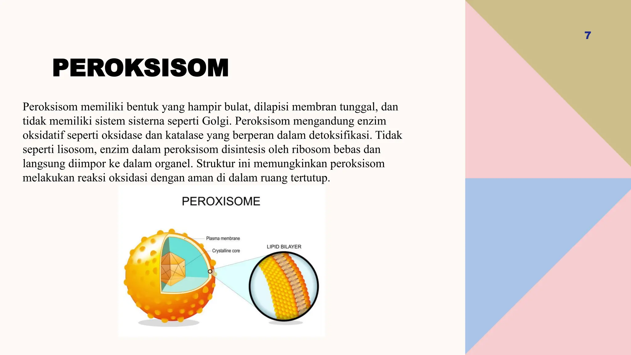 Kompleks golgi,lisosom,peroksisom dan glioksisom.pptx