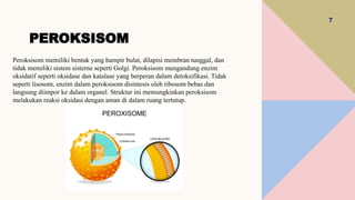 Kompleks golgi,lisosom,peroksisom dan glioksisom.pptx