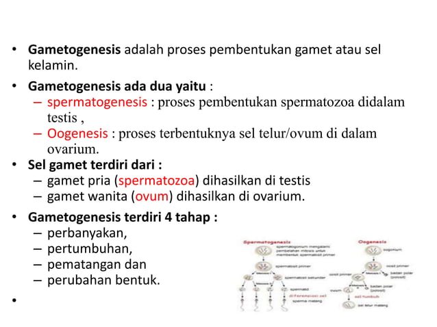 KOMPLIT OOGENESIS DAN SPERMATOGENESIS.pptx