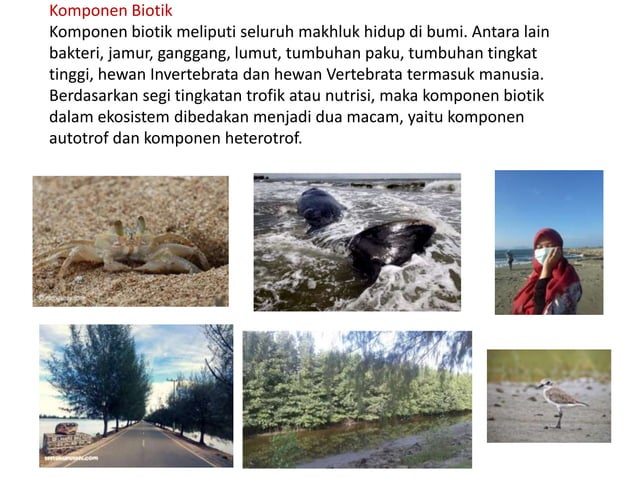 Komponen Biotik & Abiotik.pptx